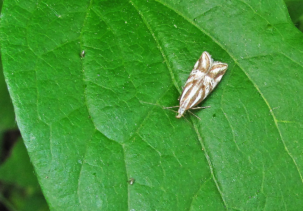 Orophia denisella Foto & Bild | natur, insekten, tiere Bilder auf ...