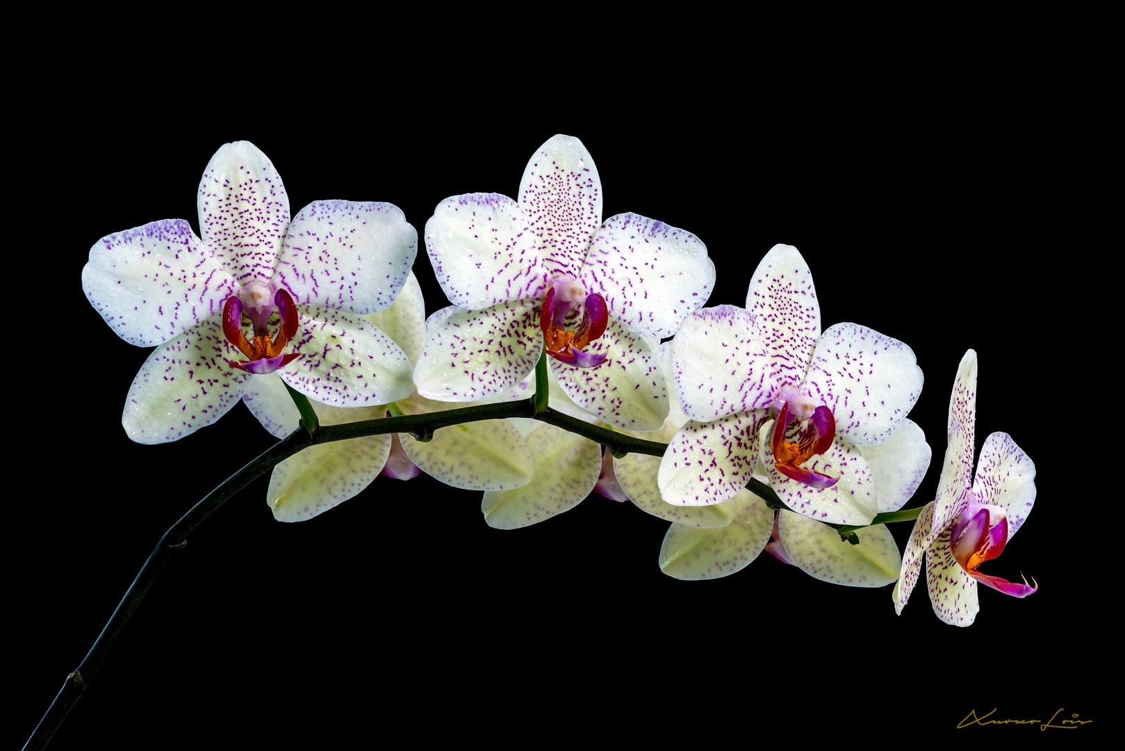 Orquídea mariposa 01 Imagen & Foto | garden, naturaleza, flores Fotos ...