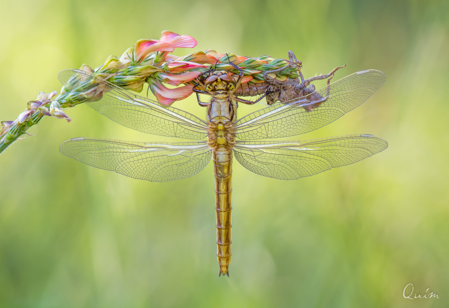 Orthetrum cancellatum Imagen & Foto | animales, invertebrados , nikon ...