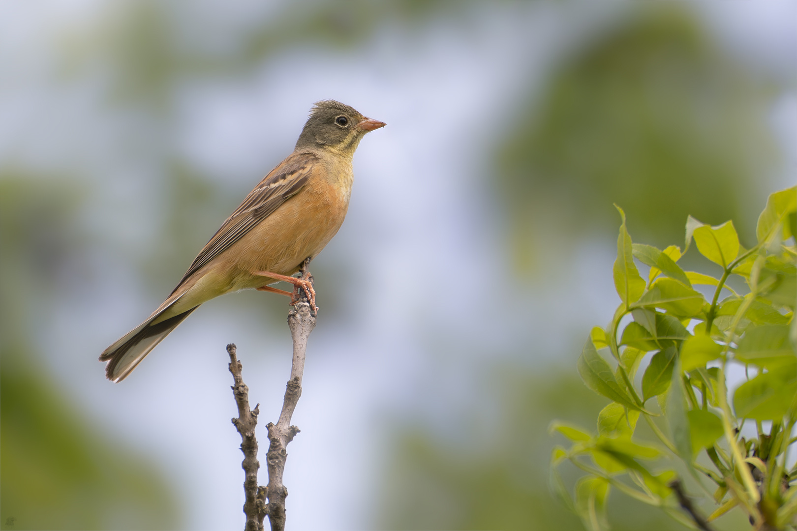 Ortolan | Emberiza hortulana Foto & Bild | nature, brandenburg, natur ...