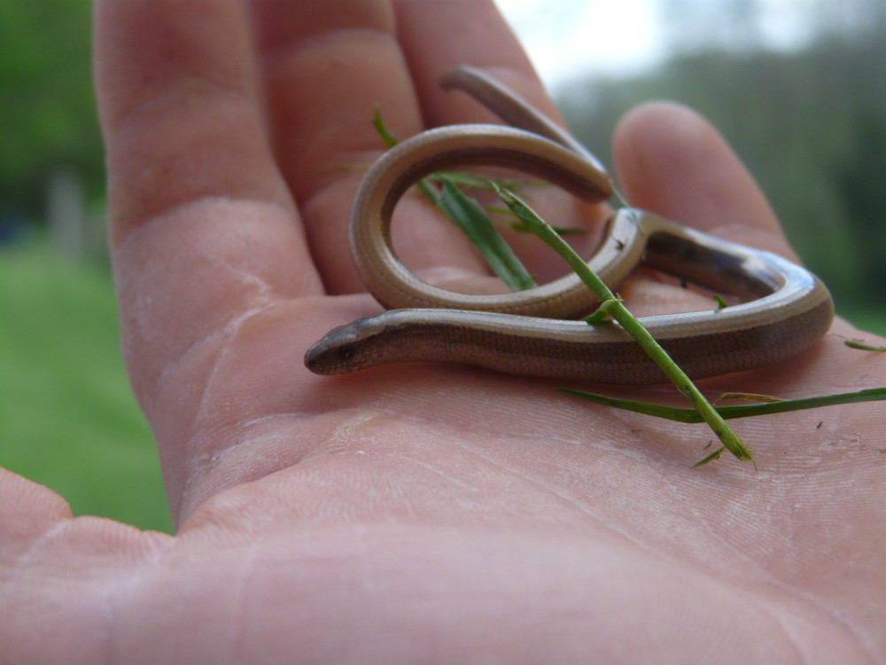 orve photo et image | animaux, reptiles, amphibiens, nature Images ...