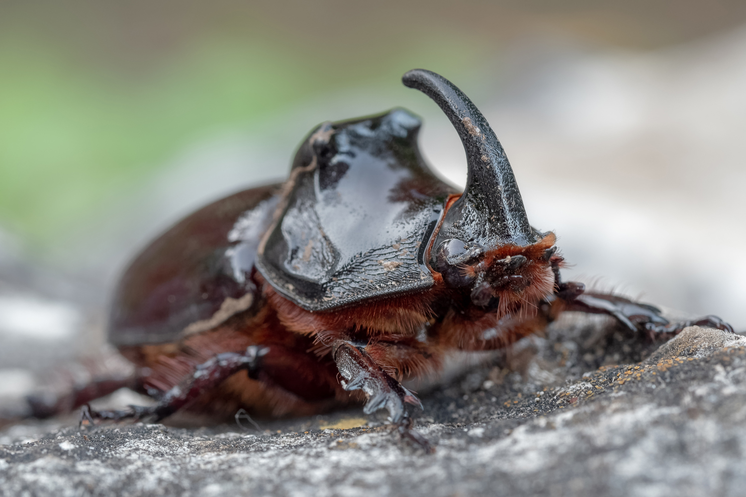 Oryctes nasicornis Foto & Bild | europe, balkans, tiere Bilder auf ...