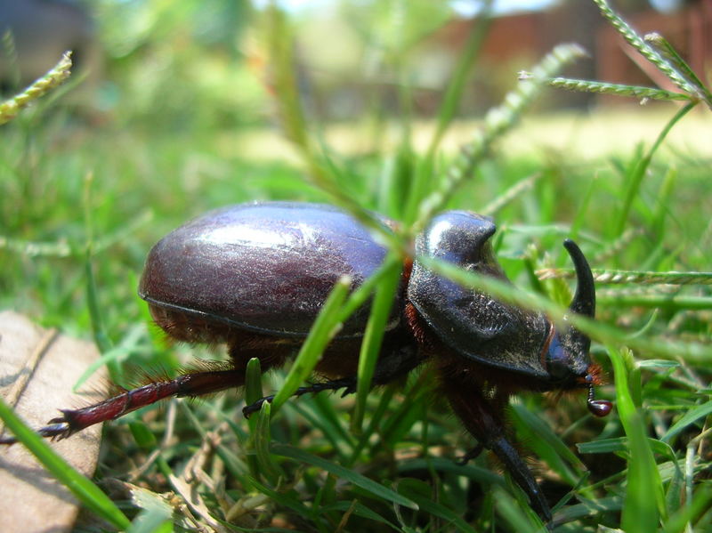 Oryctes nasicornis (scarabeo rinoceronte) Foto % Immagini| macro e ...