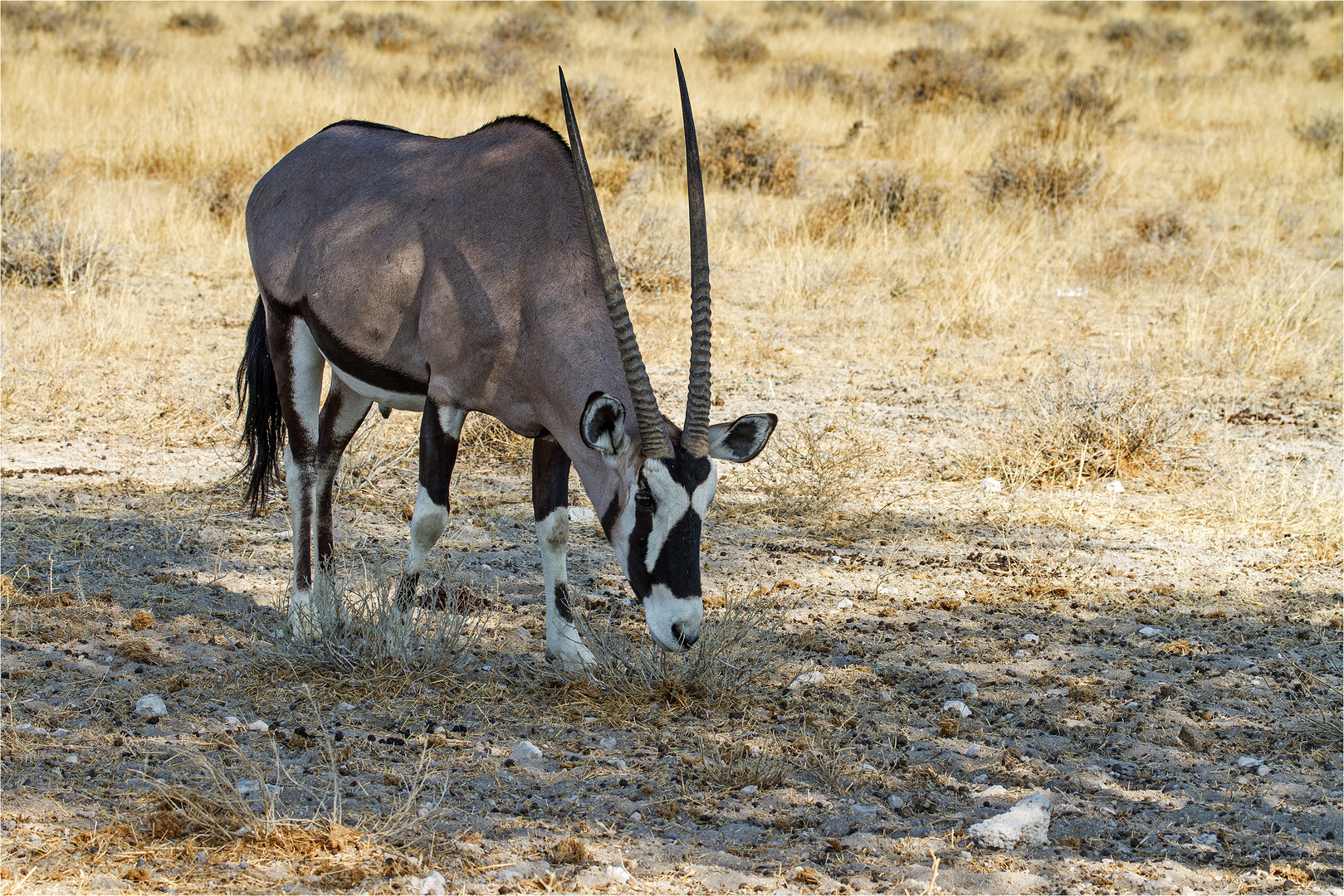 Oryx Foto & Bild | tiere, wildlife, säugetiere Bilder auf fotocommunity