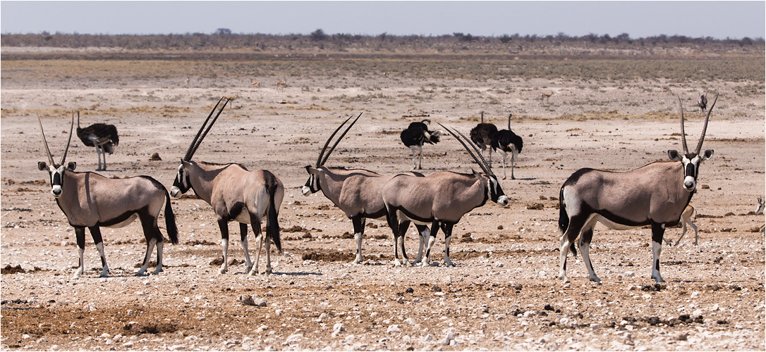 Oryx-Antilopen Foto & Bild | africa, southern africa, namibia Bilder ...