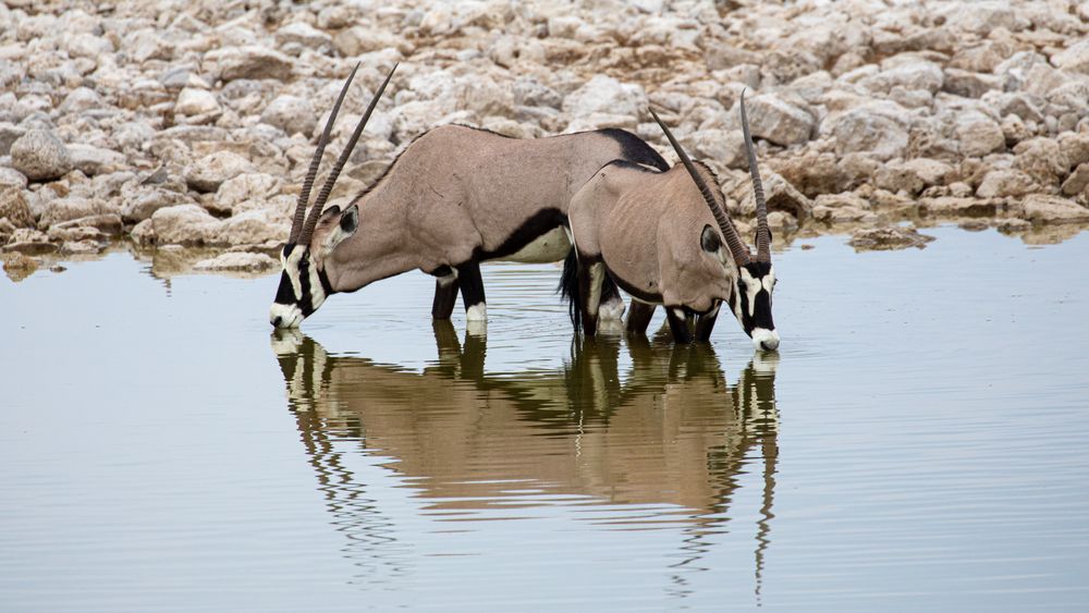Oryx-Antilopen Foto & Bild | africa, southern africa, namibia Bilder ...