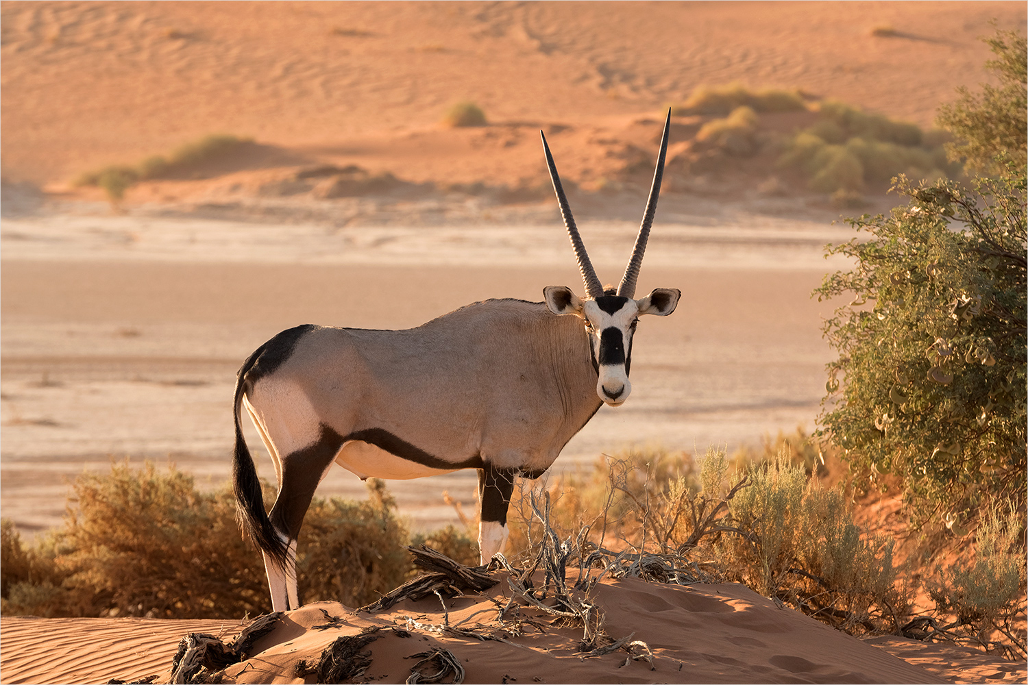 Oryx Foto & Bild | urlaub, nature, world Bilder auf fotocommunity