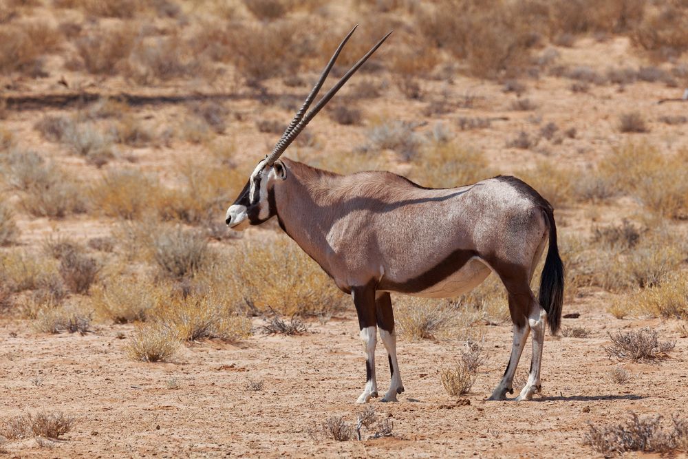 Oryx_3 Foto & Bild | africa, southern africa, south africa Bilder auf ...