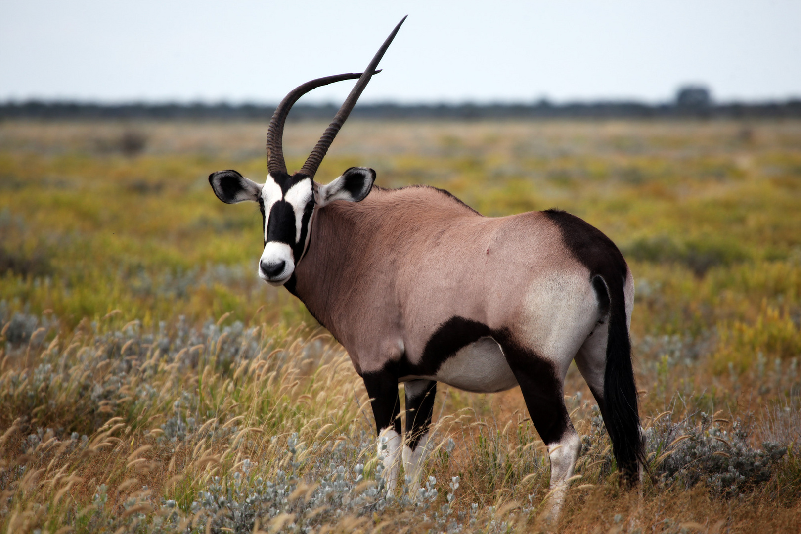 Oryxantilope Foto & Bild | africa, southern africa, namibia Bilder auf ...