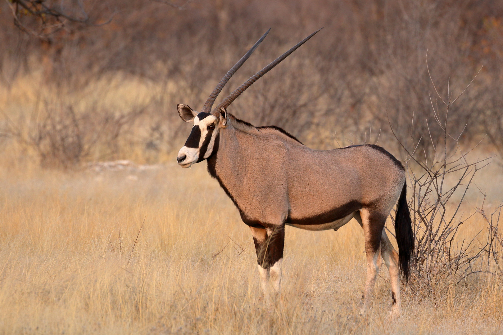 Oryxantilope Foto & Bild | world, natur, namibia Bilder auf fotocommunity