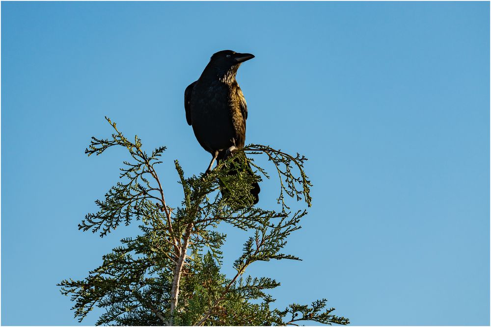 "Oskar" - 15.11.2022 Foto & Bild | tiere, wildlife, wild lebende vögel Bilder auf fotocommunity