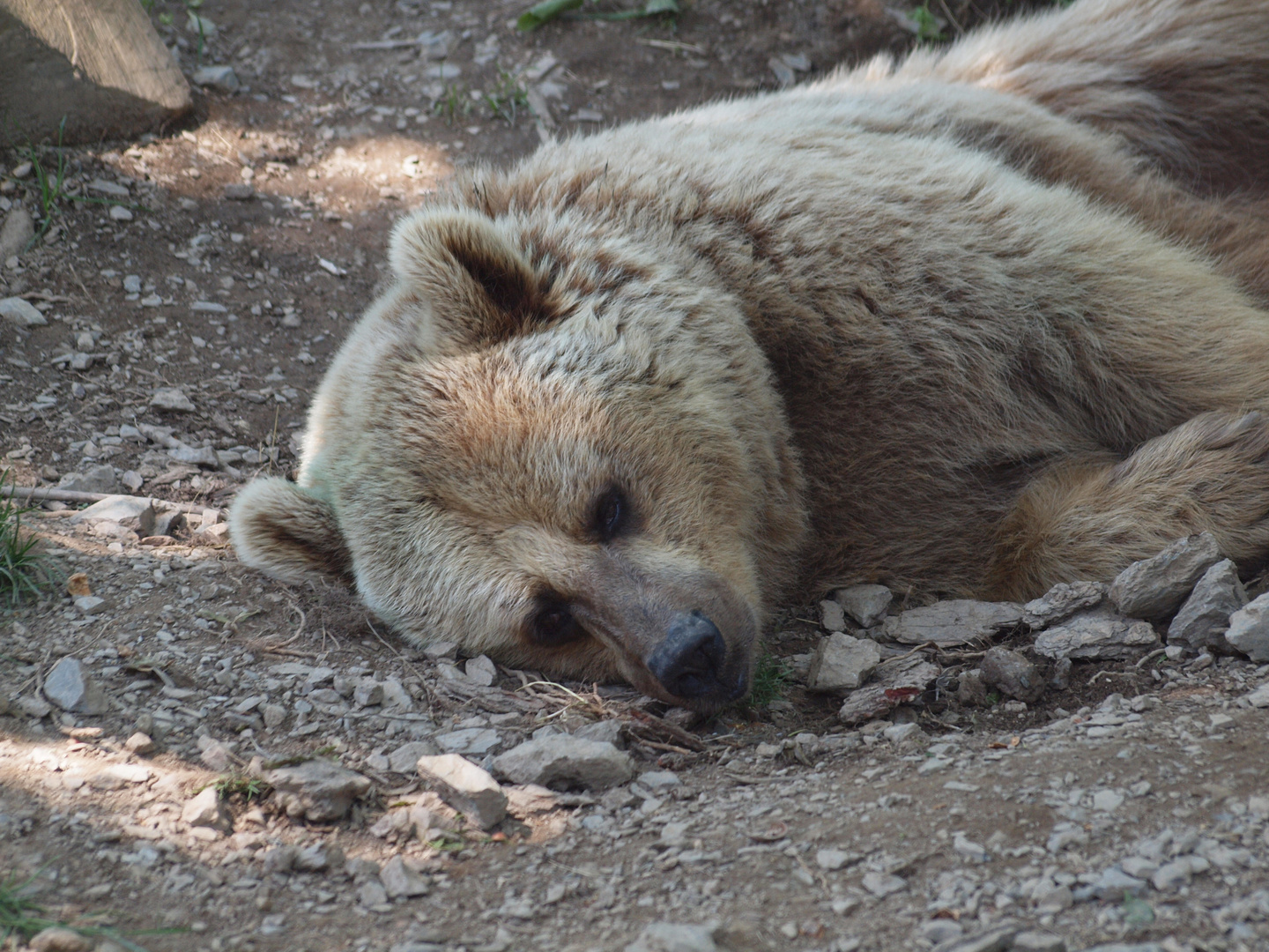 OSO 1 Imagen & Foto | animales, animales salvajes, naturaleza Fotos de ...