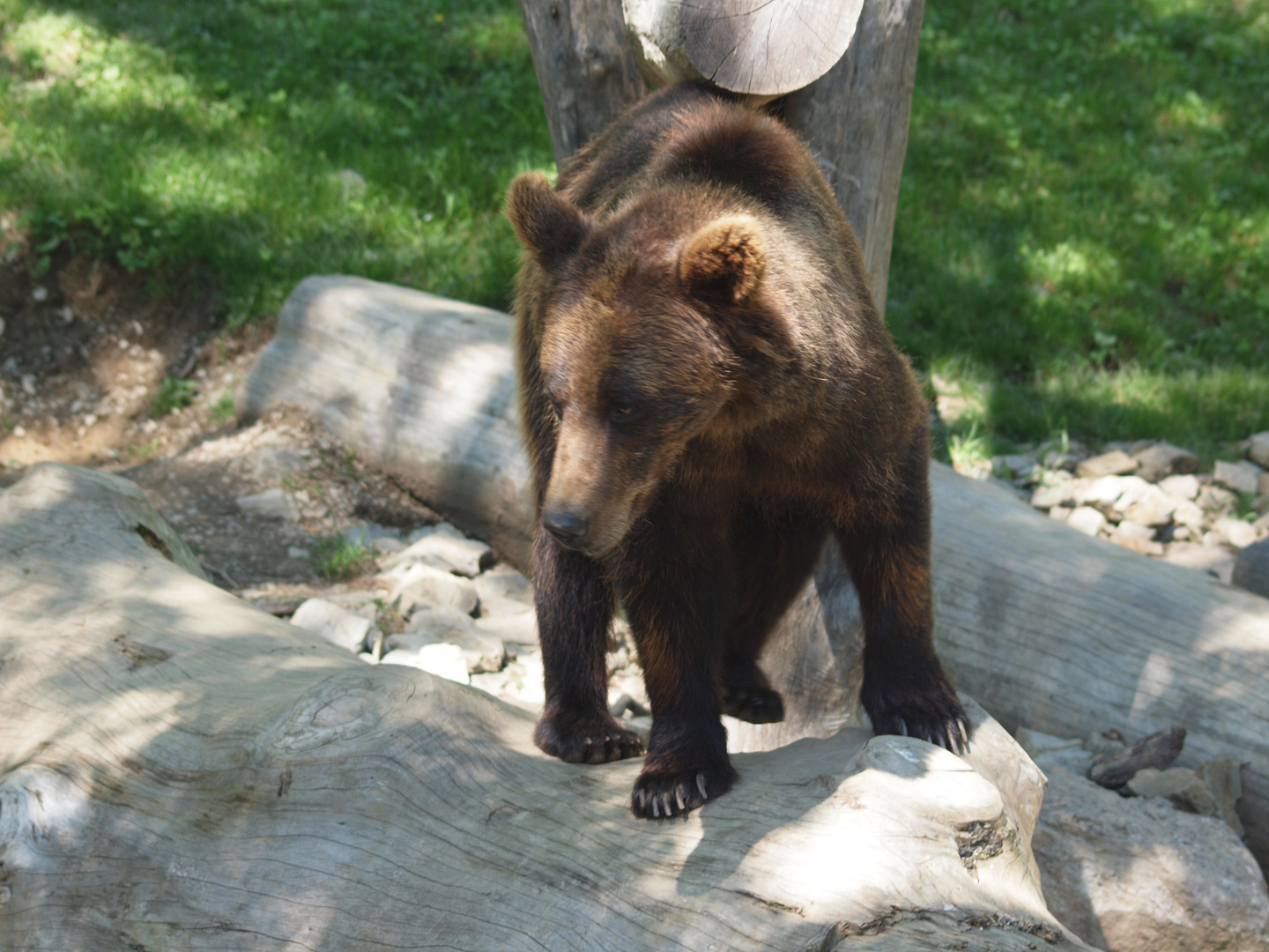 OSO 2 Imagen & Foto | animales, animales salvajes, naturaleza Fotos de ...