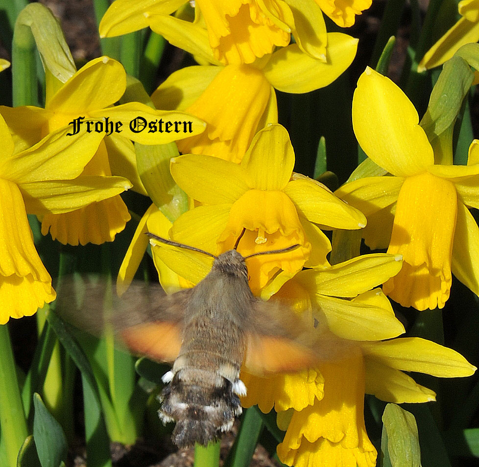 Oster Glochen Foto & Bild | digiart- challenge, 108 - die osterkarte ...