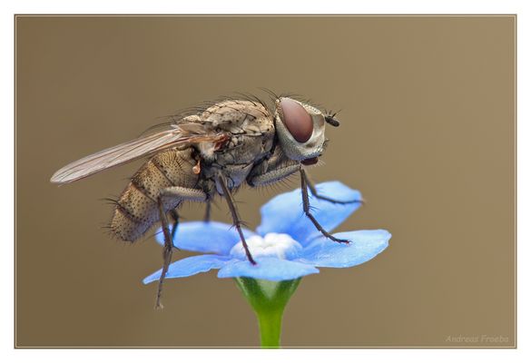 Andreas Froeba - Fotos & Bilder - Fotograf aus Worms, Deutschland ...