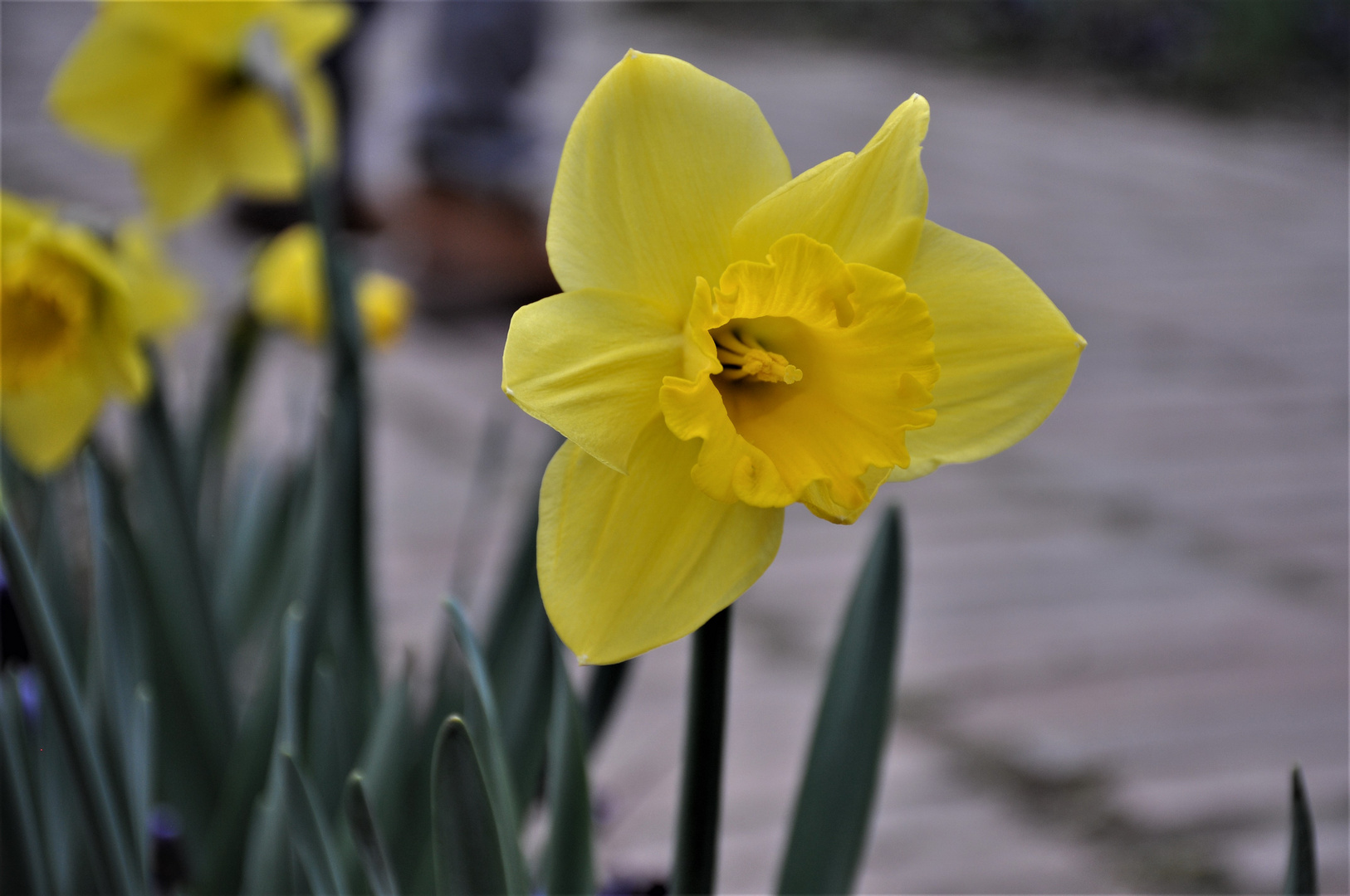 Osterglocke Foto & Bild | pflanzen, pilze & flechten, blüten ...