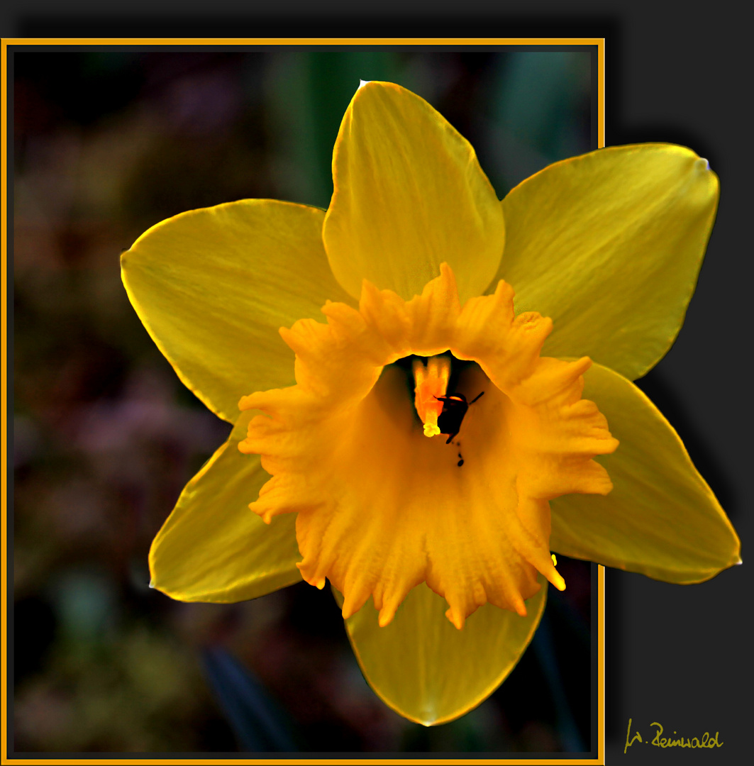 Osterglocke *** Foto & Bild | natur-kreativ, blumen pflanzen, natur ...