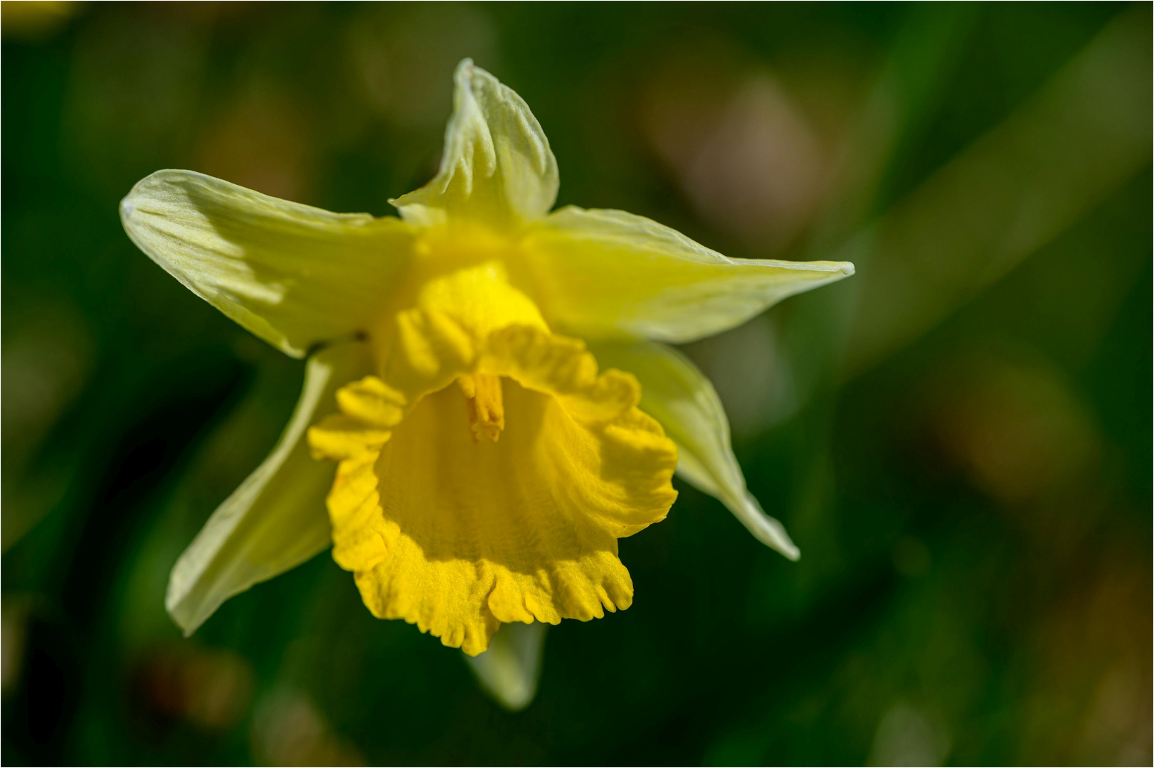 Osterglocke Foto & Bild | projekte, 3 - mittwochsblümchen, thementage ...