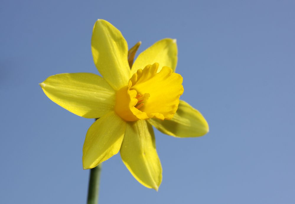 Osterglocke Foto & Bild | frühling, natur, pflanzen Bilder auf ...