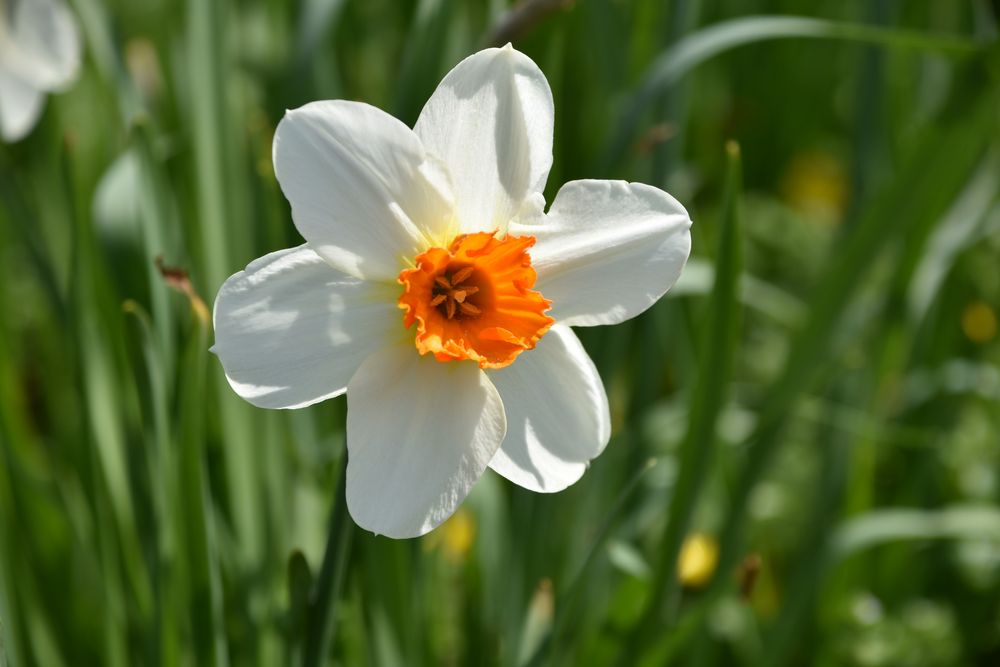 Osterglocke Foto & Bild | jahreszeiten, frühling, blumen Bilder auf ...