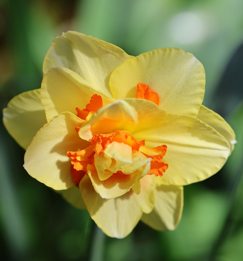 Osterglocke Foto & Bild | projekte, 3 - mittwochsblümchen, thementage ...