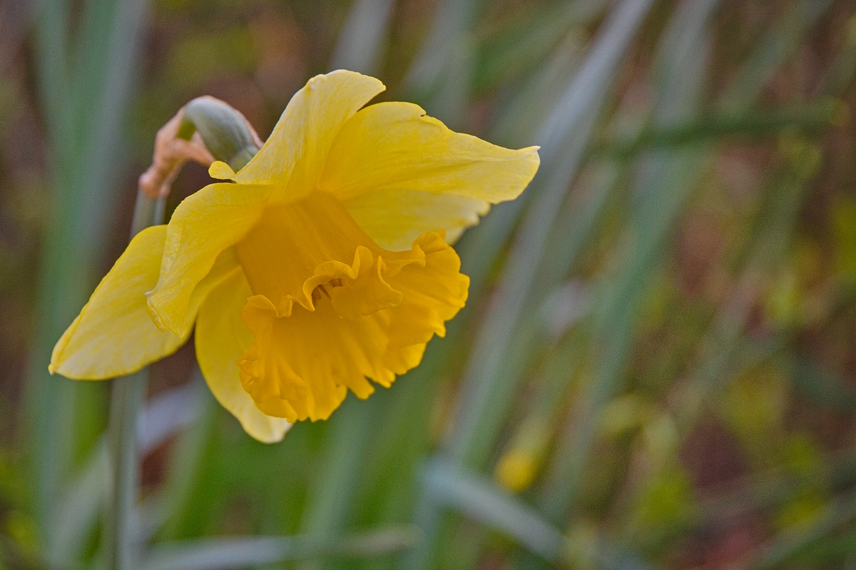 Osterglocke Foto & Bild | fotos, frühling, gelb Bilder auf fotocommunity