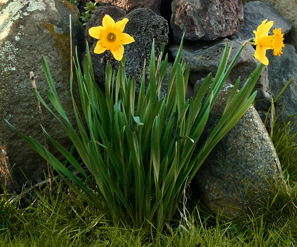 Osterglocke etwas spät... - Bild & Foto von Felix Mahr aus ...