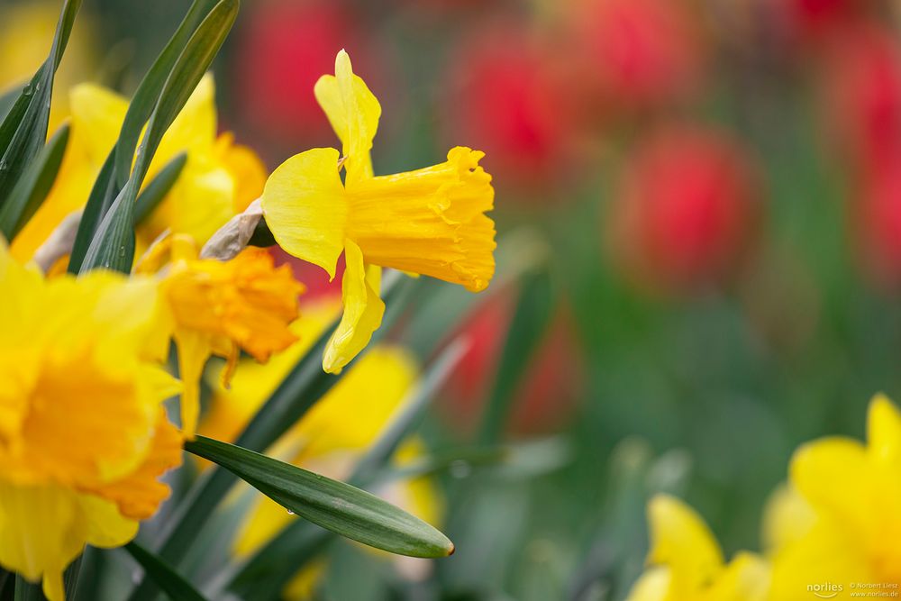 Osterglocke Foto & Bild | pflanzen, pilze & flechten, blüten ...