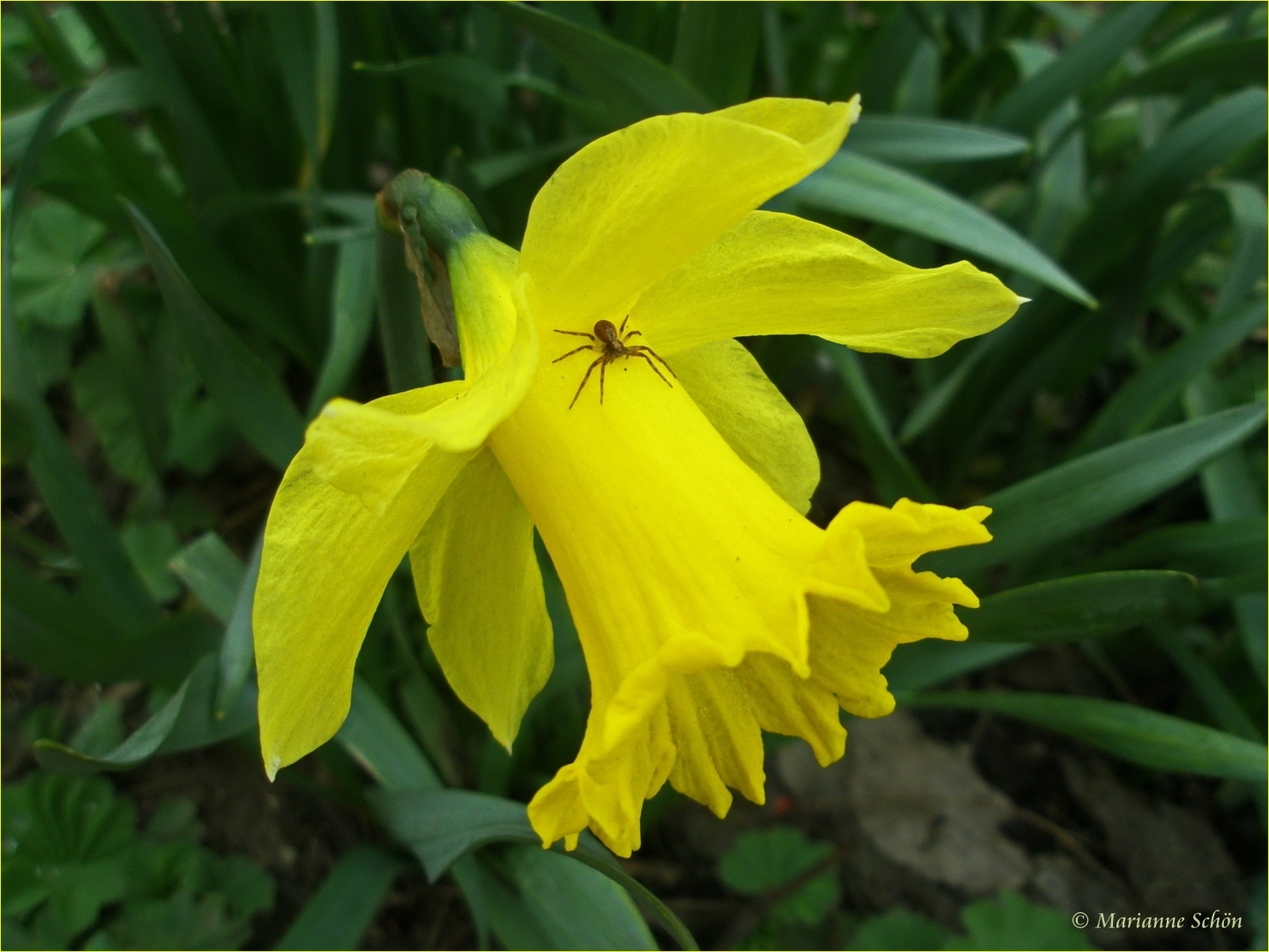 Osterglocke mit Besuch... Foto & Bild | spezial, dokumentation, natur ...