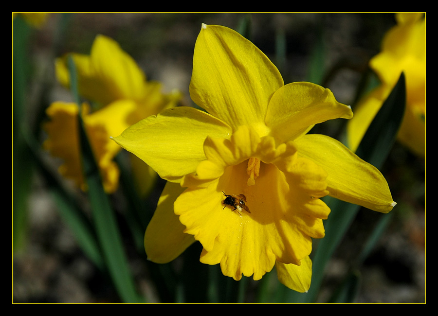 Osterglocke mit Schwebfliege Foto & Bild | pflanzen, pilze & flechten ...
