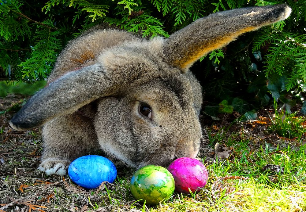 Osterhase Foto & Bild | tiere, haustiere, nagetiere & kaninchen Bilder ...
