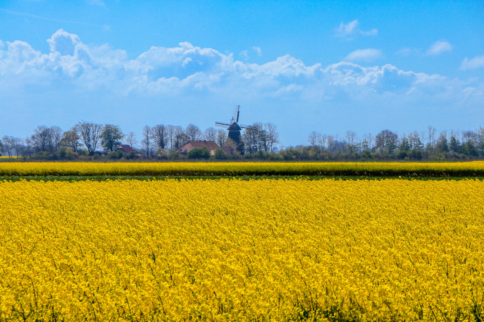 Ostfriesland Foto & Bild | landschaft, jahreszeiten, frühling Bilder ...