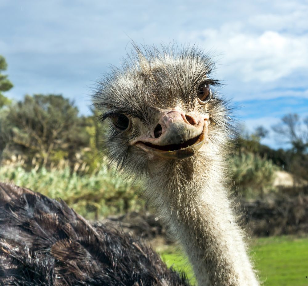 Ostrich smiling photo & image | animals, wildlife, birds images at ...