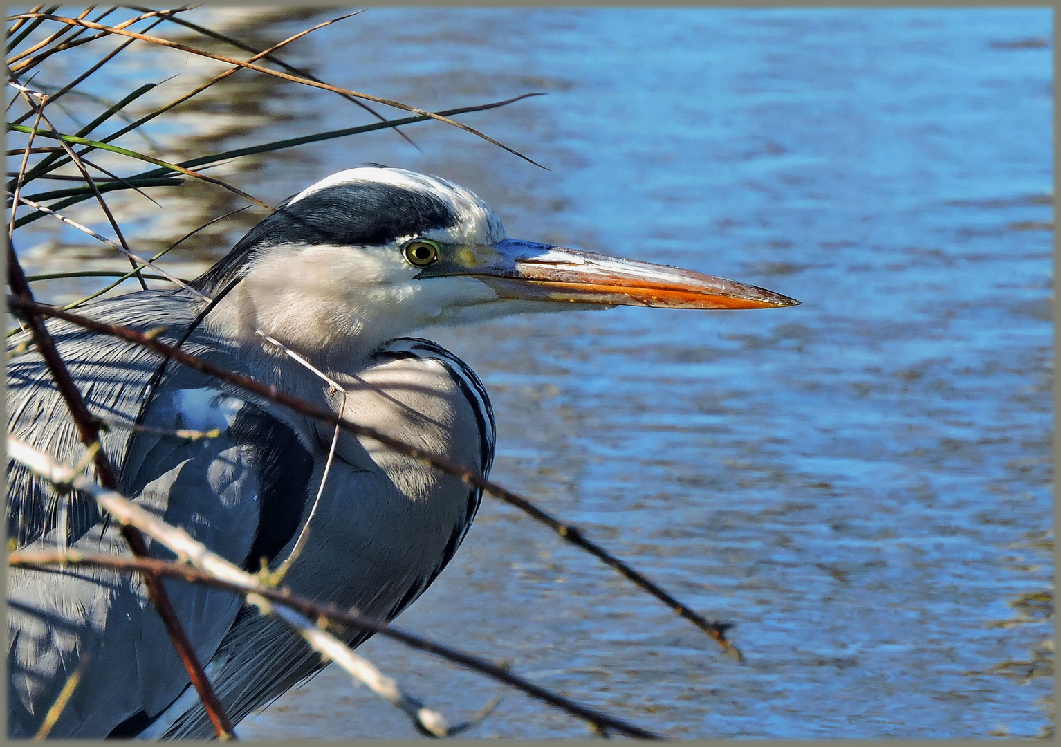 Otto Junior Foto & Bild | tiere, wildlife, wild lebende vögel Bilder ...