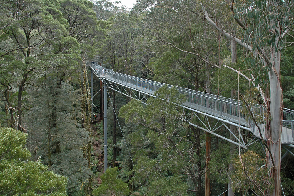 Otway Tree Top Walk Foto & Bild | australia & oceania, australia ...