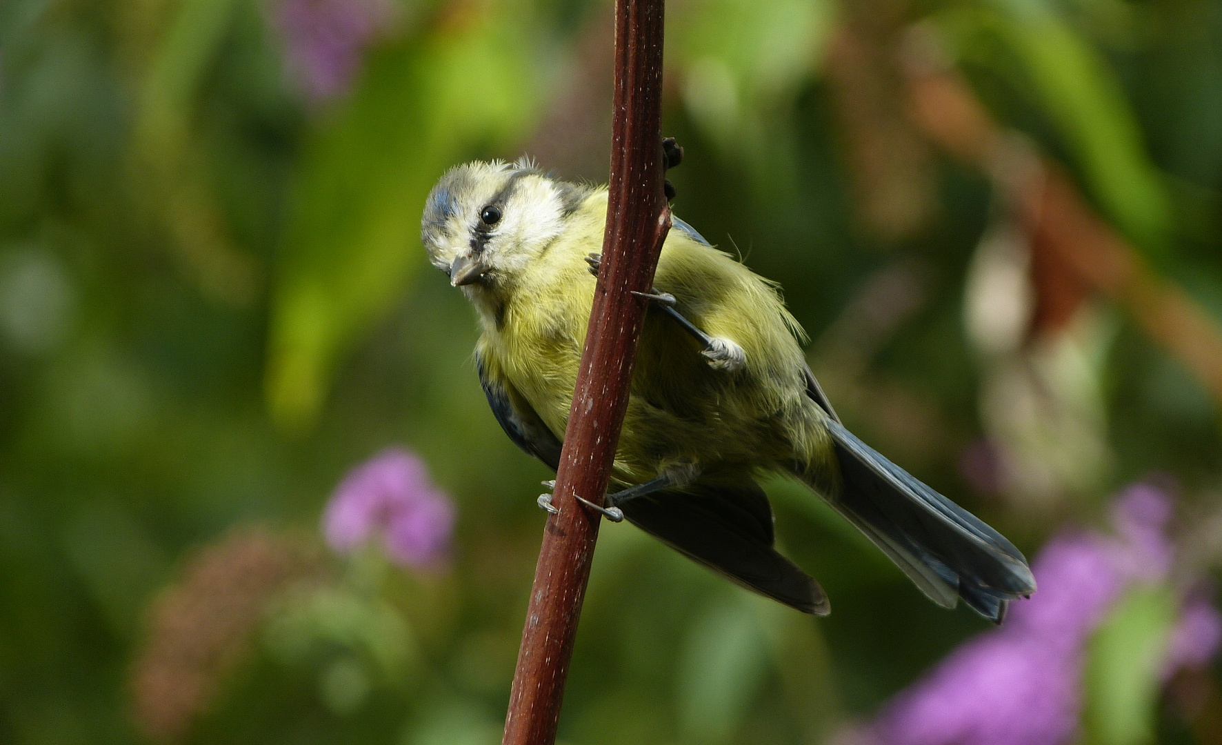 Oui? photo et image | animaux, animaux sauvages, oiseaux Images ...