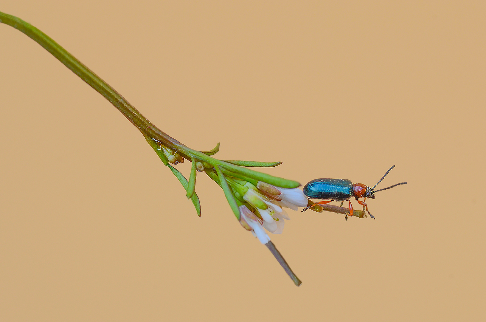 Oulema melanopus Foto % Immagini| macro e close up, macro di insetti ...