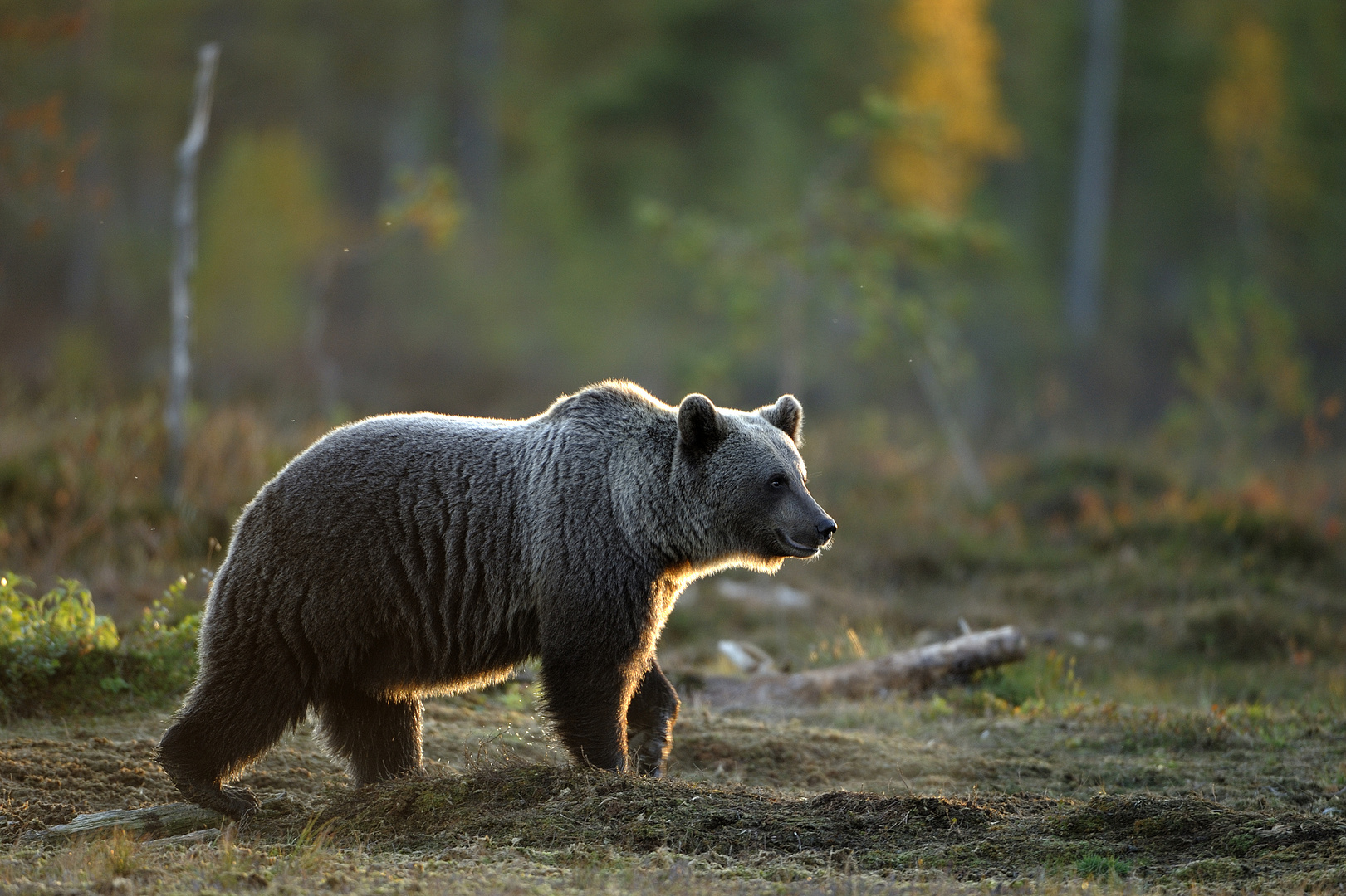 Ours brun photo et image | animaux, animaux sauvages, nature Images ... Ours brun photo et image | animaux, animaux sauvages, nature Images ...