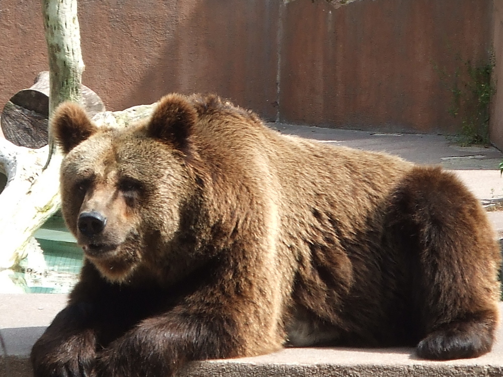 Ours brun photo et image | animaux, zoo et animaux en captivité ...