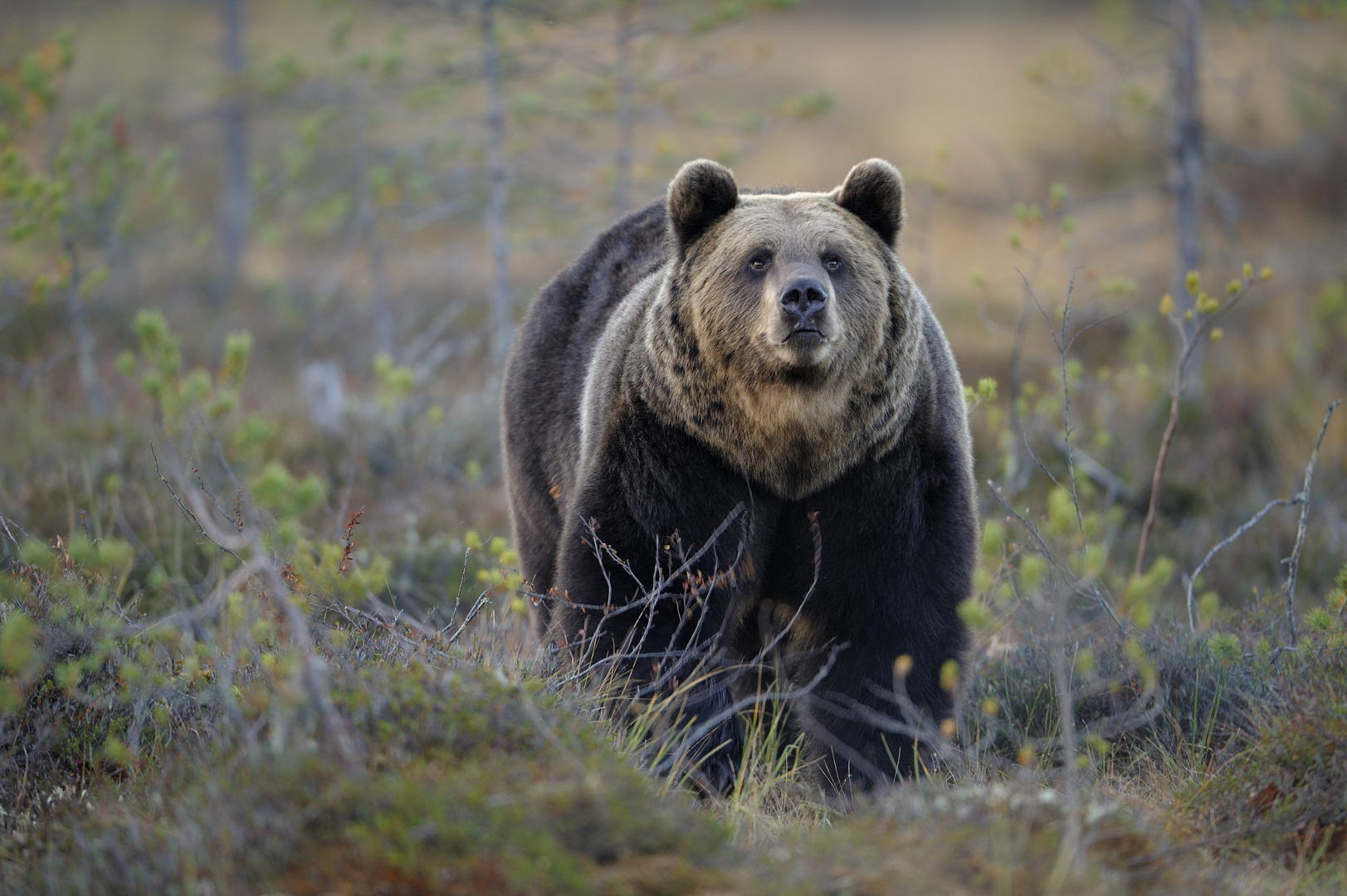 Ours brun photo et image | animaux, nature Images fotocommunity