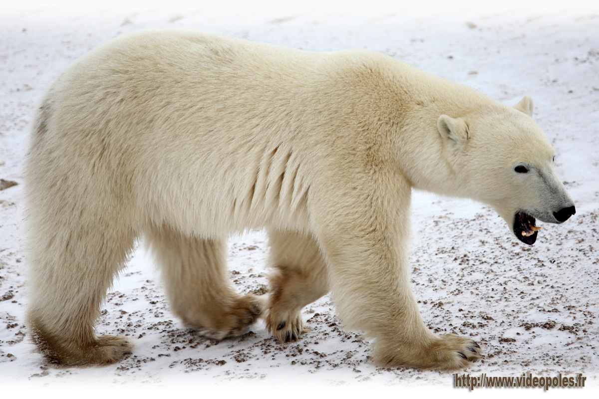 Ours polaire (ours blanc) Arctique Canadien photo et image | arctic ...