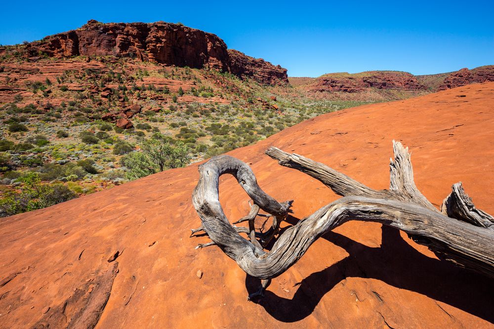 Outback Foto & Bild | australien, australia, baum Bilder auf fotocommunity