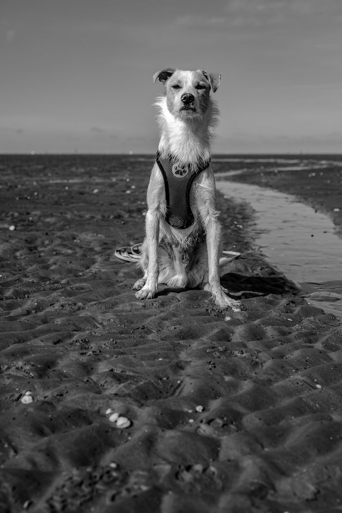 ---outside--- Foto & Bild | tiere, haustiere, hunde Bilder auf fotocommunity