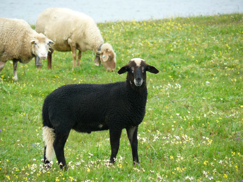 oveja negra de cola blanca Imagen & Foto | animales, animales ...