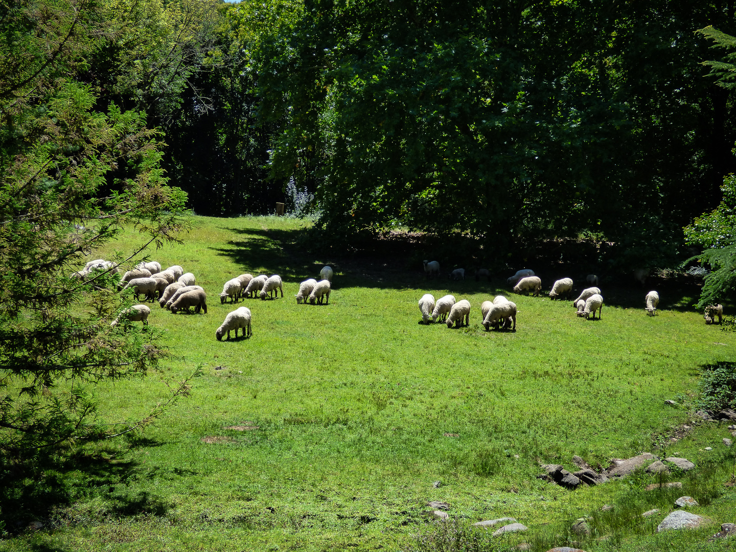 Ovejas pastando Imagen & Foto | lumix, animales, naturaleza Fotos de ...