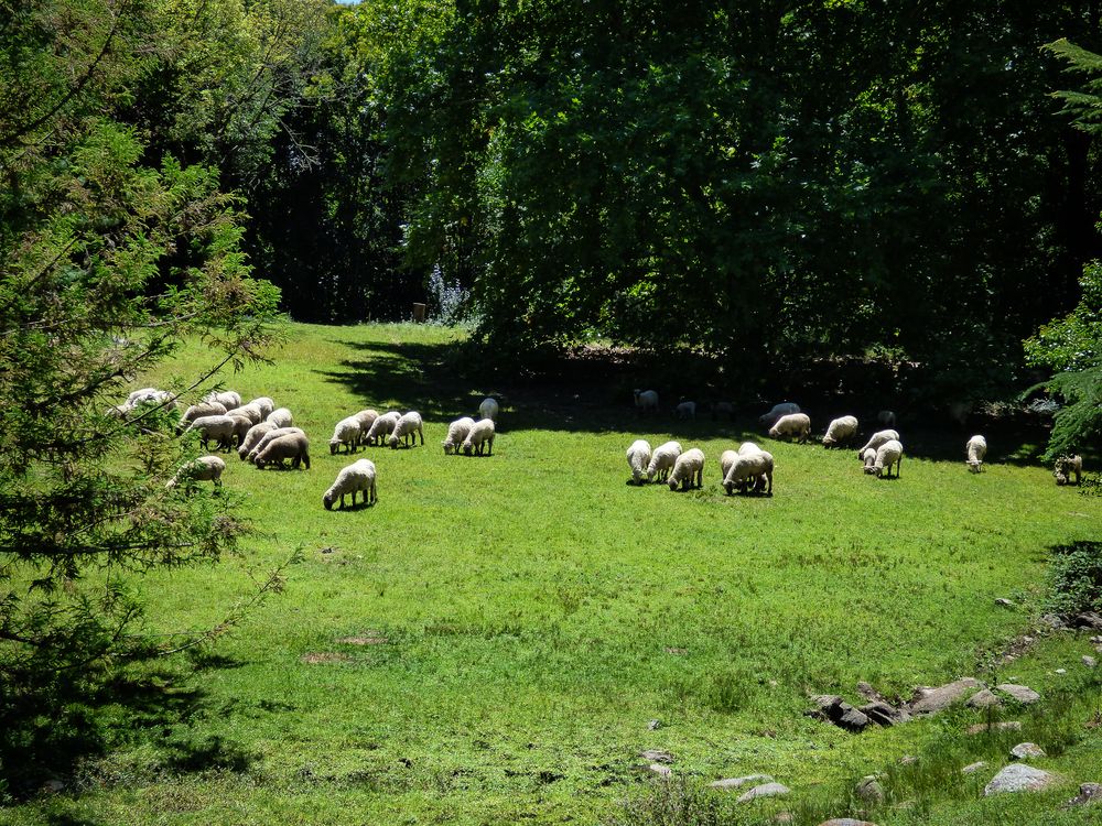 Ovejas pastando Imagen & Foto | lumix, animales, naturaleza Fotos de ...