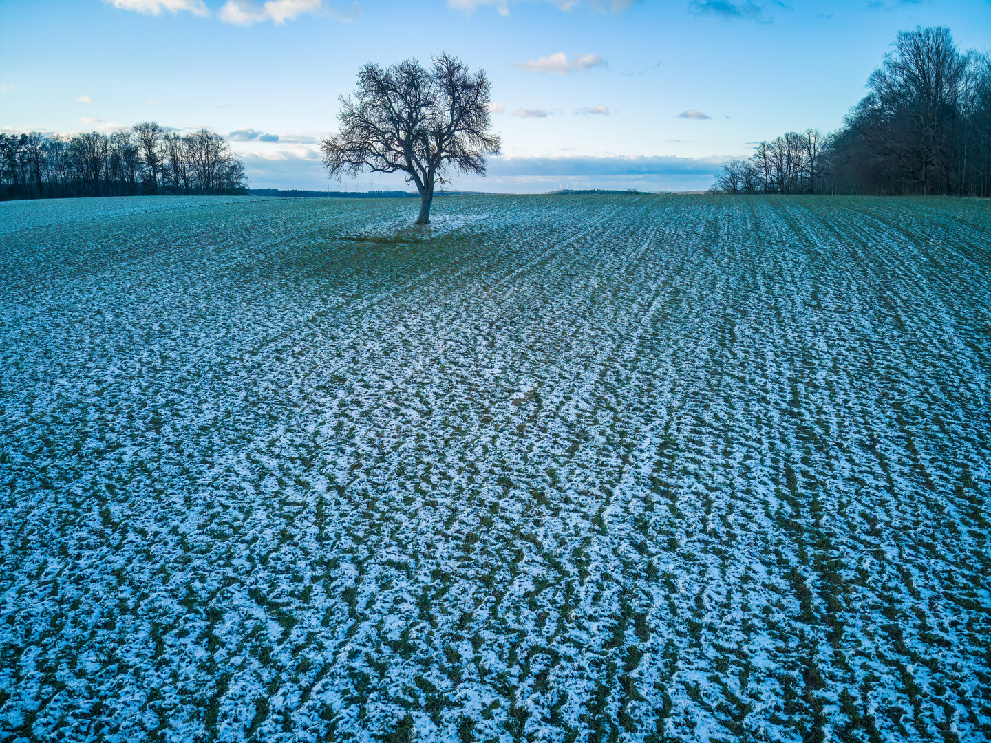 over the tree Foto & Bild | pflanzen, pilze & flechten, landschaft ...