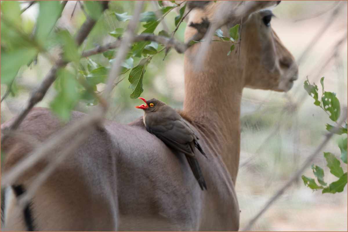 Ox-Picker Foto & Bild | tiere, wildlife, wild lebende vögel Bilder auf ...