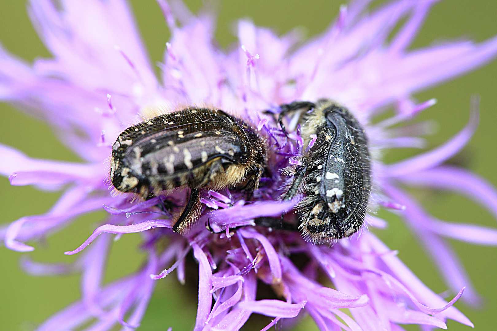 Oxythyrea funesta Imagen & Foto | animales, invertebrados , el mundo de ...