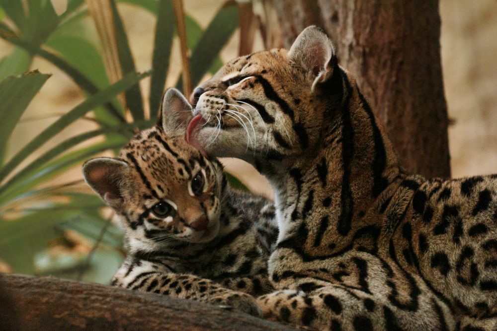 Ozelot Foto & Bild | natur, zoo, tiere Bilder auf fotocommunity